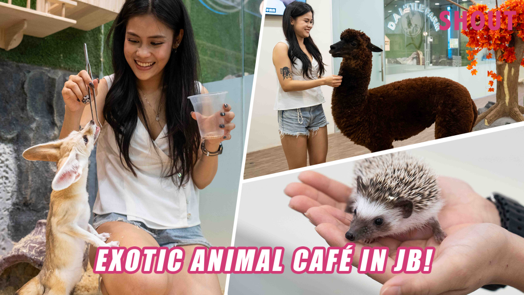 D.A LITTLE FARM: NEW PETTING CAFÉ IN JB WITH OVER 10 KINDS OF EXOTIC ...