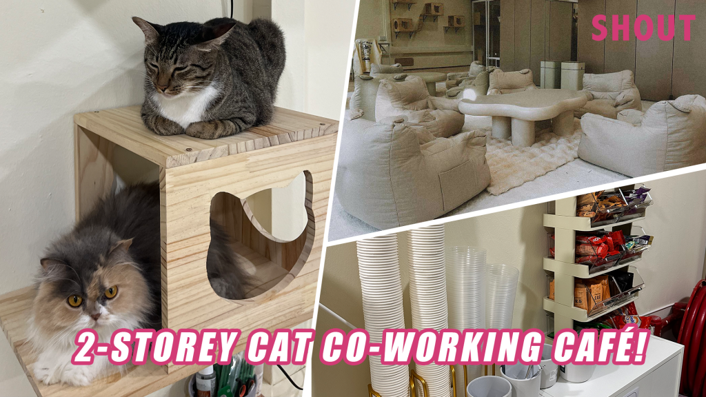 NEW 2-STOREY CAT CO-WORKING CAFÉ WITH GAMING CONSOLES, BOARD GAMES PLUS ...