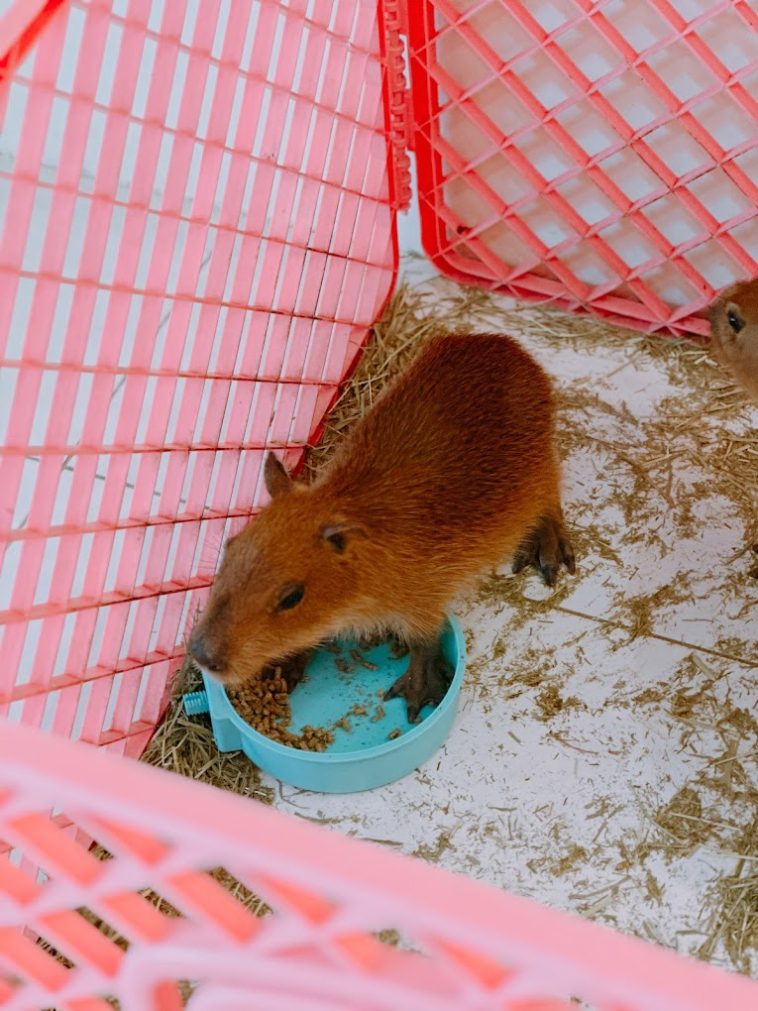 FIRST-EVER CAPYBARA CAFÉ IN JOHOR BAHRU WITH ACTUAL CAPYBARAS, CAPYBARA ...