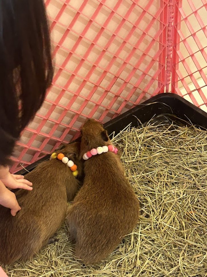 FIRST-EVER CAPYBARA CAFÉ IN JOHOR BAHRU WITH ACTUAL CAPYBARAS, CAPYBARA ...