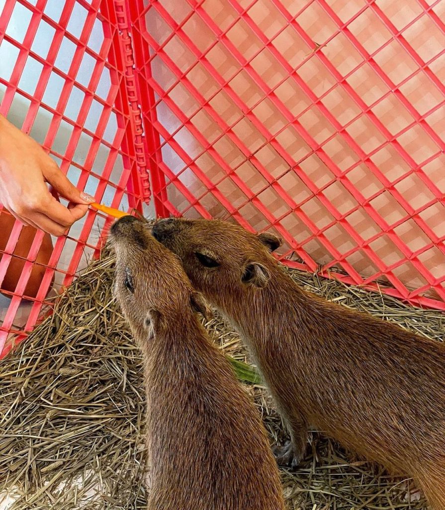 FIRST-EVER CAPYBARA CAFÉ IN JOHOR BAHRU WITH ACTUAL CAPYBARAS, CAPYBARA ...