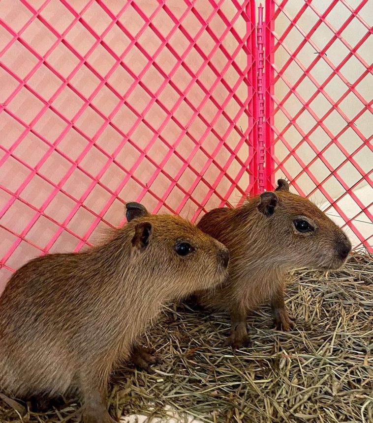 FIRST-EVER CAPYBARA CAFÉ IN JOHOR BAHRU WITH ACTUAL CAPYBARAS, CAPYBARA ...