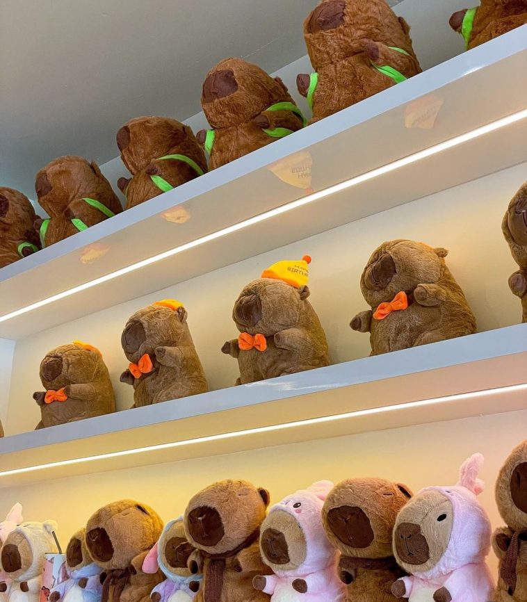 FIRST-EVER CAPYBARA CAFÉ IN JOHOR BAHRU WITH ACTUAL CAPYBARAS, CAPYBARA ...