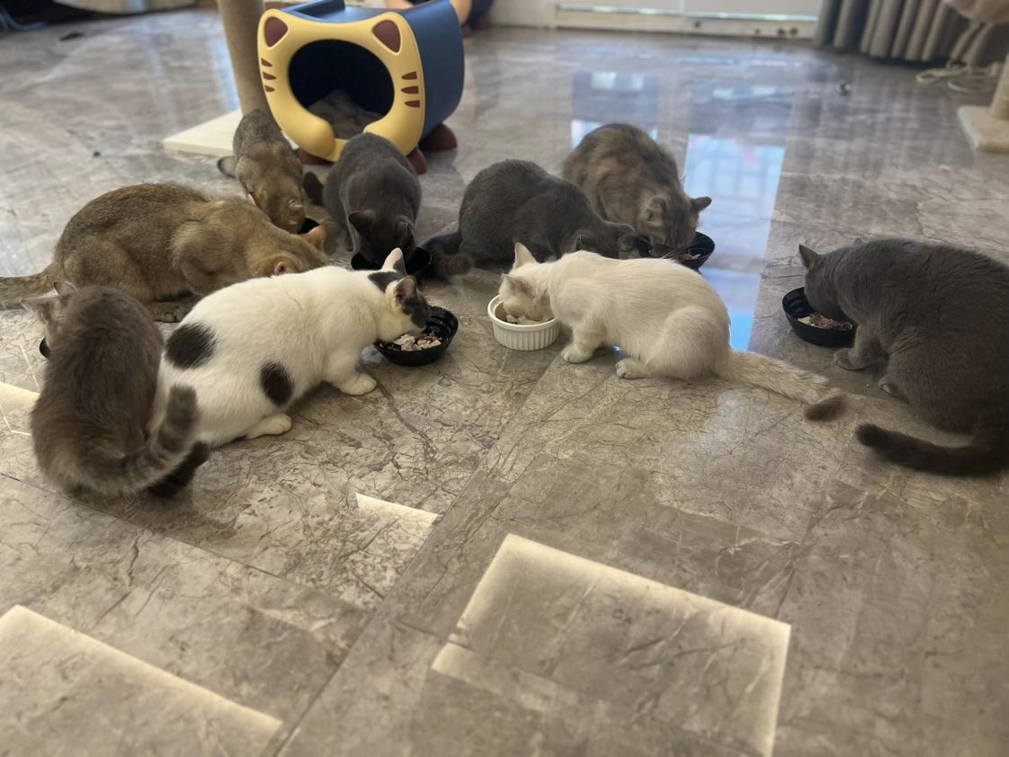 NEW 2-STOREY LOK LOK BUFFET RESTAURANT WITH IN-HOUSE CAT CAFÉ & FREE ...