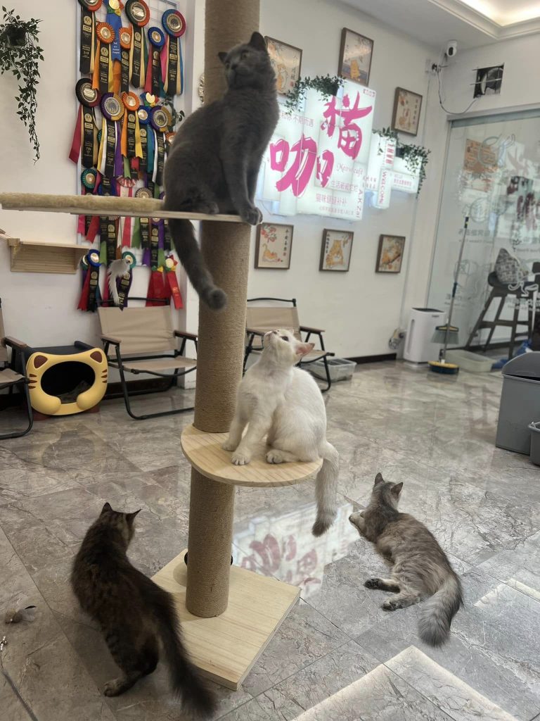 NEW 2-STOREY LOK LOK BUFFET RESTAURANT WITH IN-HOUSE CAT CAFÉ & FREE ...