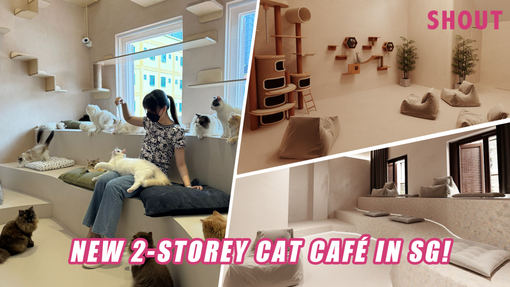 NEW AESTHETIC 2-STOREY CAT CAFÉ WITH FREE-ROAMING FLUFFY PEDIGREE CATS ...