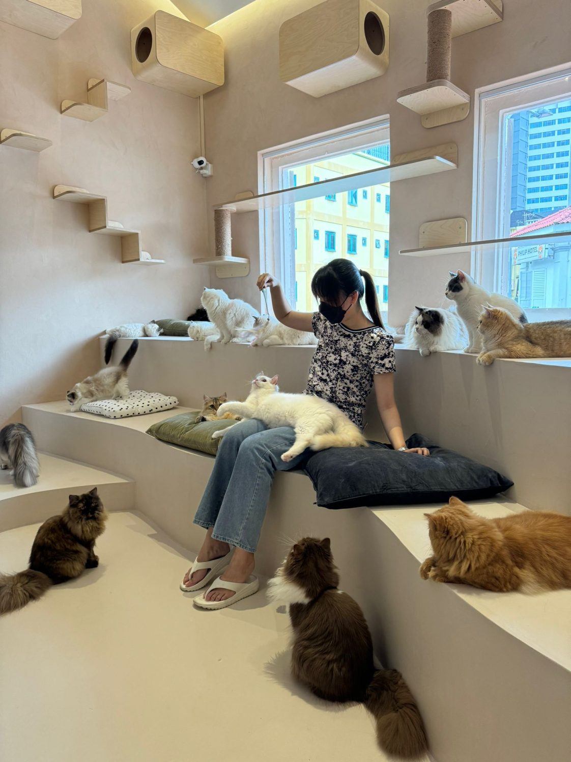 NEW AESTHETIC 2-STOREY CAT CAFÉ WITH FREE-ROAMING FLUFFY PEDIGREE CATS ...