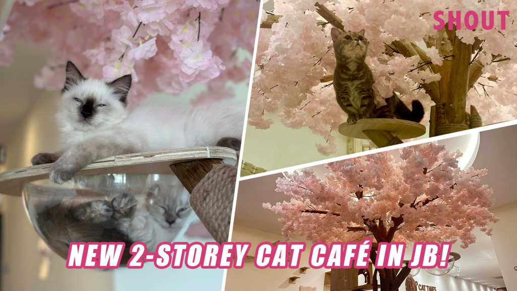 NEW 2-STOREY SAKURA-THEMED CAT CAFÉ IN JOHOR BAHRU FOR JUST ~$2 SGD PER ...