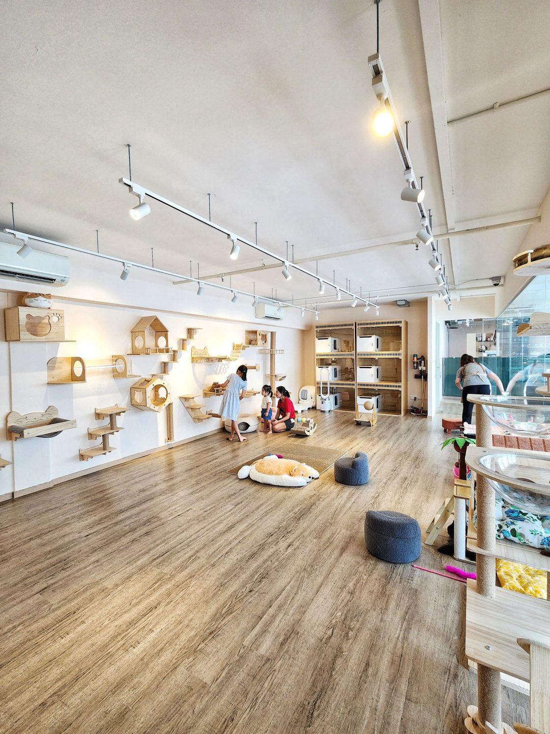 NEW AESTHETIC 2-STOREY CAT CAFÉ, CAT SPA & PET SUPPLY STORE SERVES ...