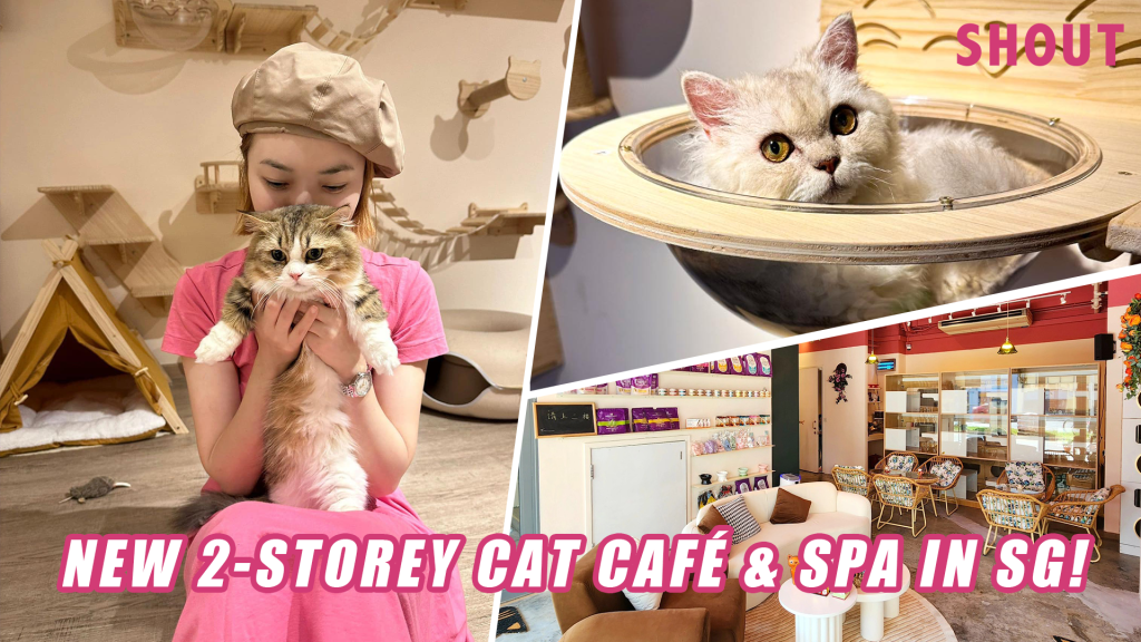 NEW AESTHETIC 2-STOREY CAT CAFÉ, CAT SPA & PET SUPPLY STORE SERVES ...