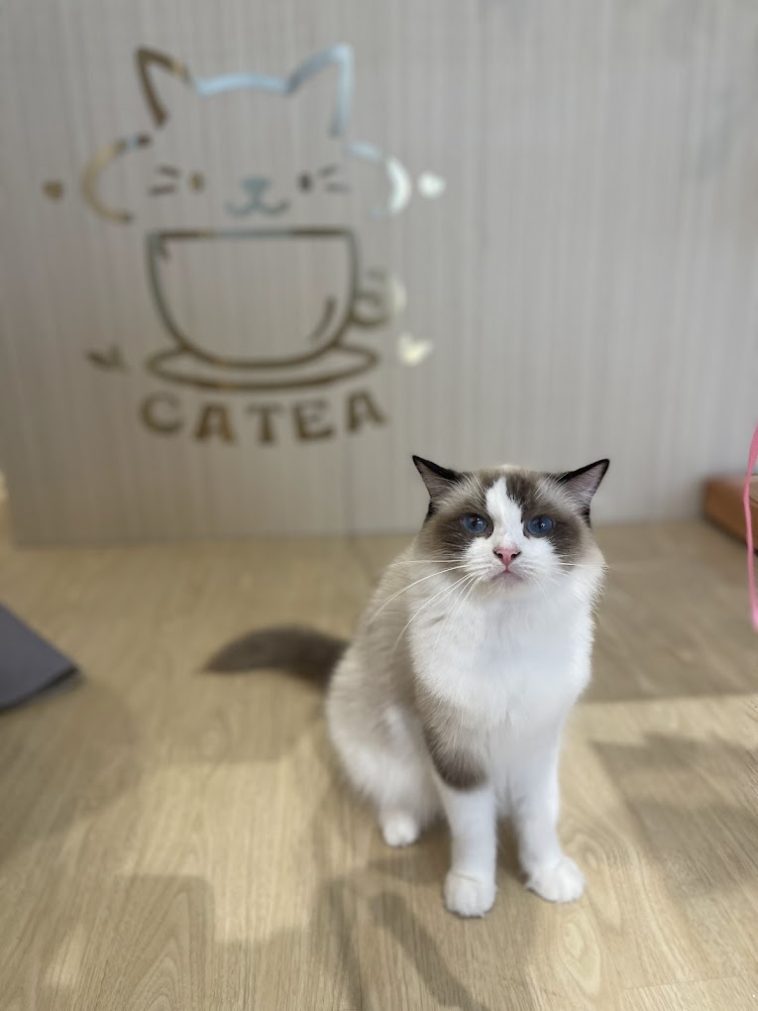 NEW ZEN CAT TEAHOUSE IN SINGAPORE HAS RAGDOLL CATS & NO ENTRANCE FEES ...