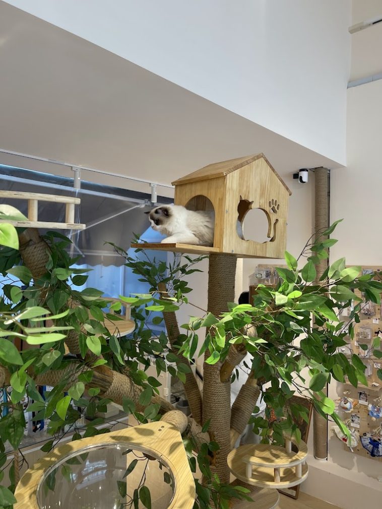 NEW ZEN CAT TEAHOUSE IN SINGAPORE HAS RAGDOLL CATS & NO ENTRANCE FEES ...