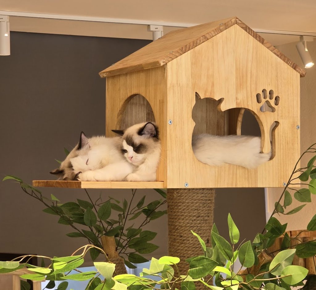 NEW ZEN CAT TEAHOUSE IN SINGAPORE HAS RAGDOLL CATS & NO ENTRANCE FEES ...