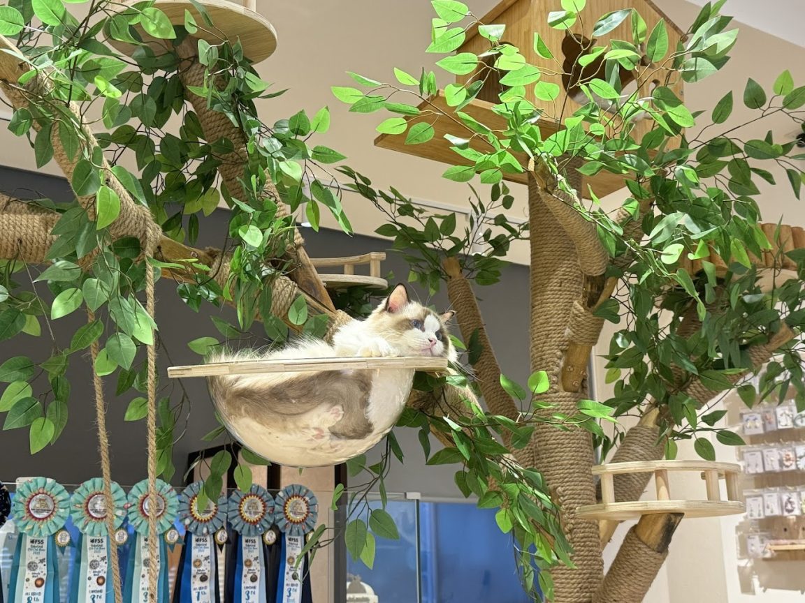 NEW ZEN CAT TEAHOUSE IN SINGAPORE HAS RAGDOLL CATS & NO ENTRANCE FEES ...