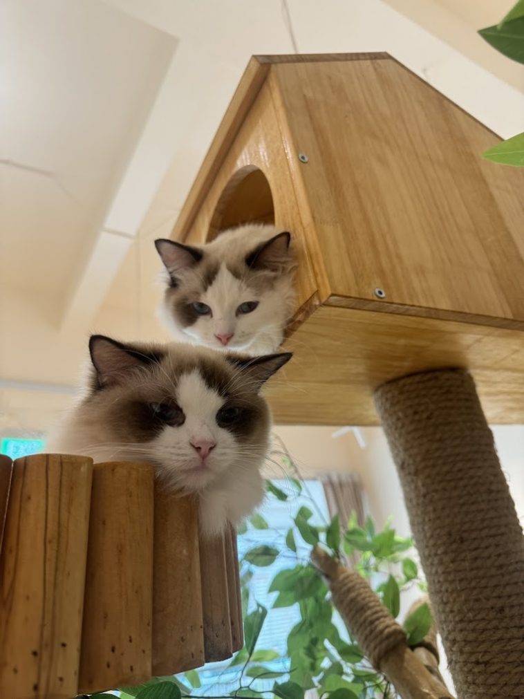 NEW ZEN CAT TEAHOUSE IN SINGAPORE HAS RAGDOLL CATS & NO ENTRANCE FEES ...