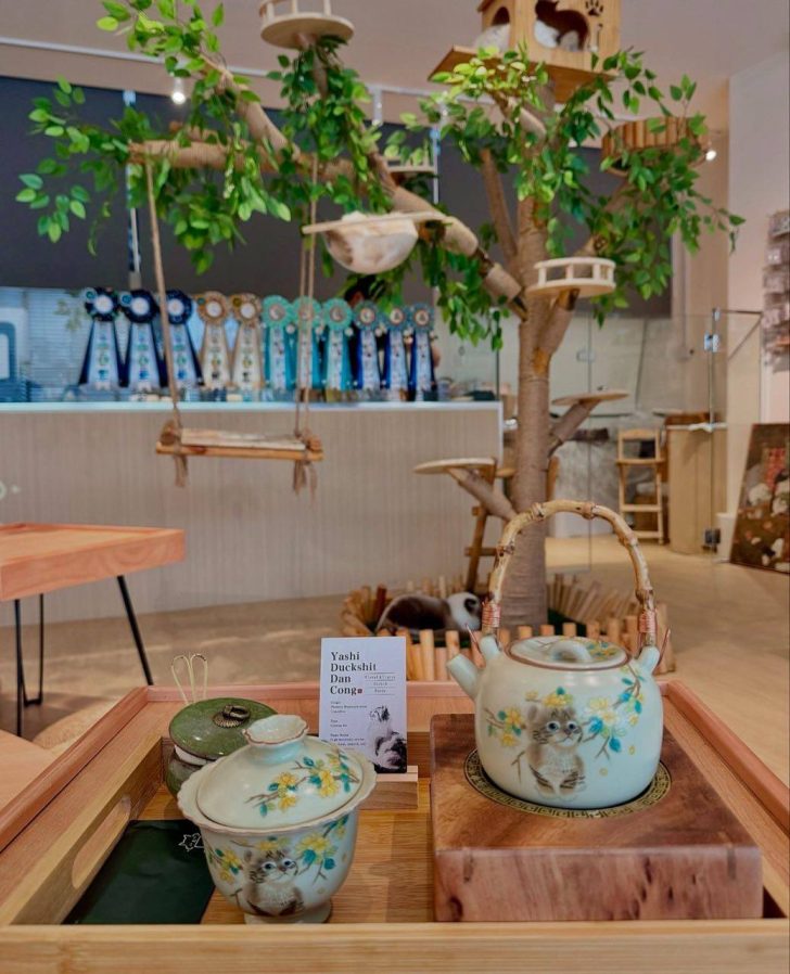NEW ZEN CAT TEAHOUSE IN SINGAPORE HAS RAGDOLL CATS & NO ENTRANCE FEES ...