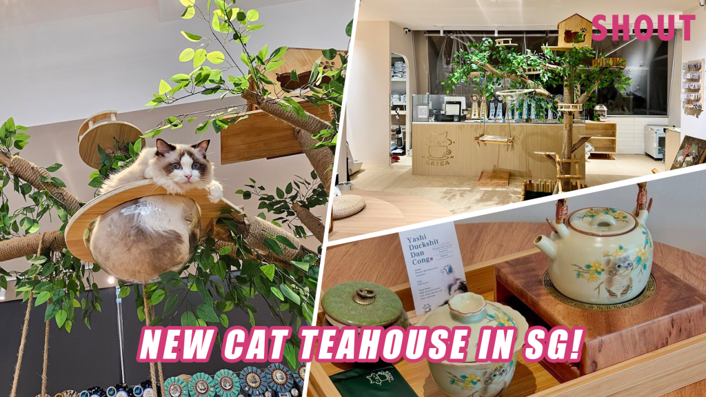 NEW ZEN CAT TEAHOUSE IN SINGAPORE HAS RAGDOLL CATS & NO ENTRANCE FEES ...