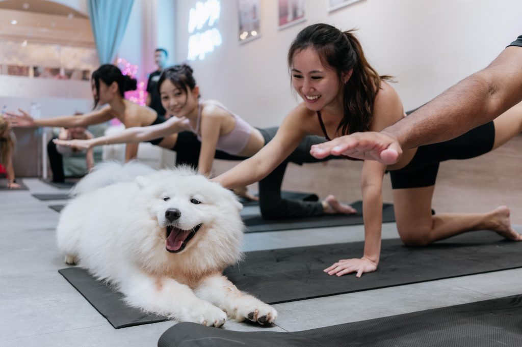 FIRST-EVER YOGA WITH FLUFFY SAMOYEDS AT THIS EXCLUSIVE SAMOYED-ONLY DOG ...