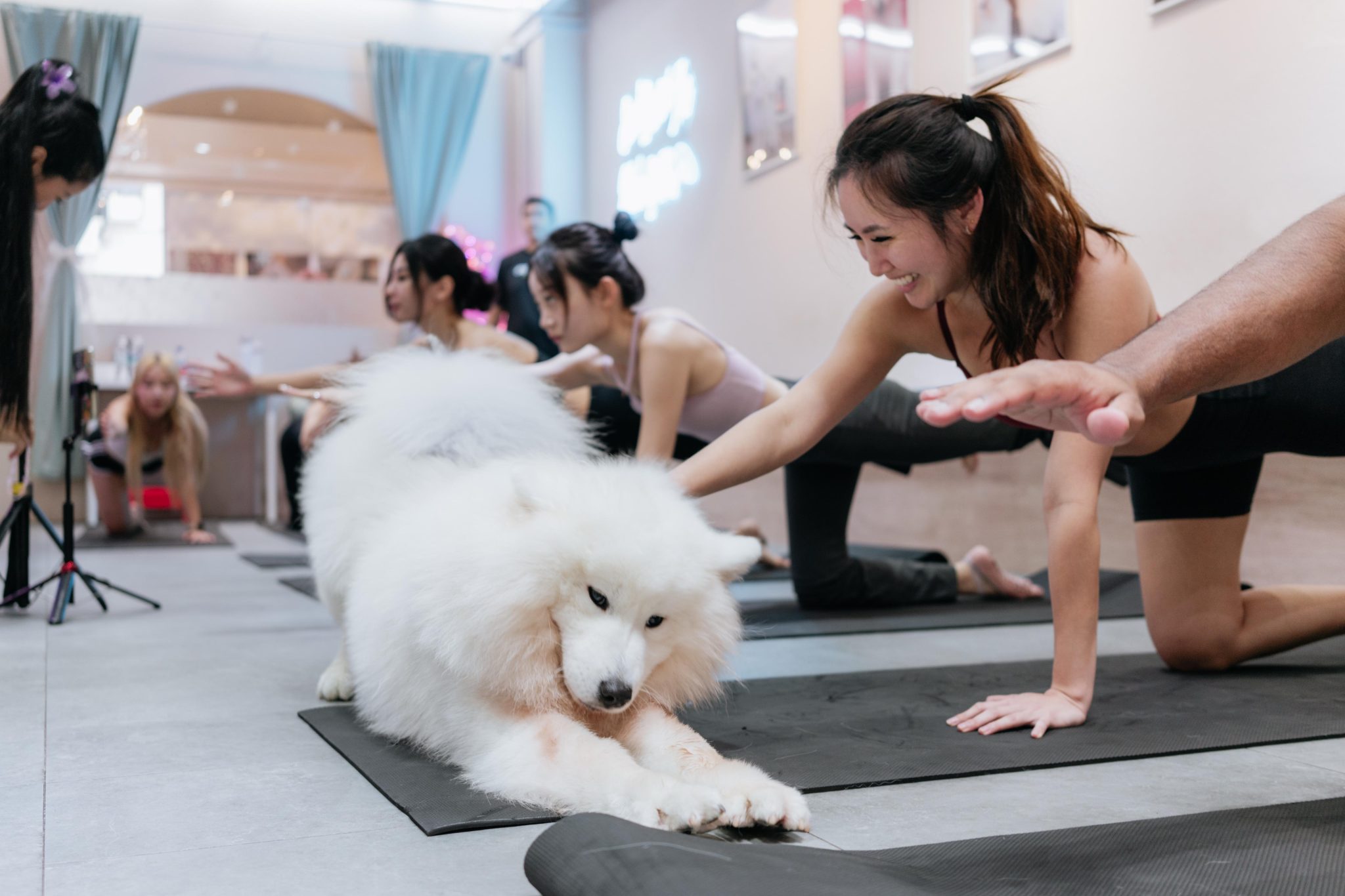 FIRST-EVER YOGA WITH FLUFFY SAMOYEDS AT THIS EXCLUSIVE SAMOYED-ONLY DOG ...