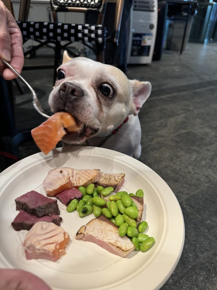 PET-FRIENDLY BUFFET HAS UNLIMITED SEAFOOD & MEAT FOR DOGS AT JUST $12 ...