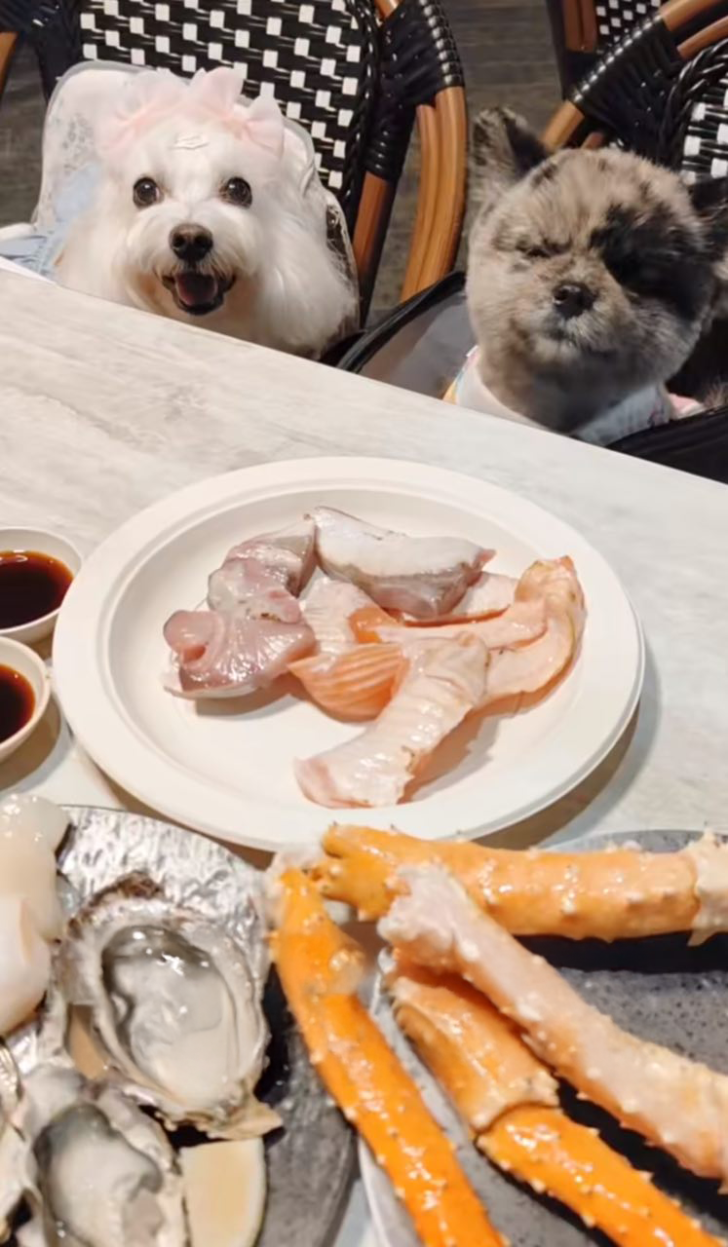 PET-FRIENDLY BUFFET HAS UNLIMITED SEAFOOD & MEAT FOR DOGS AT JUST $12 ...