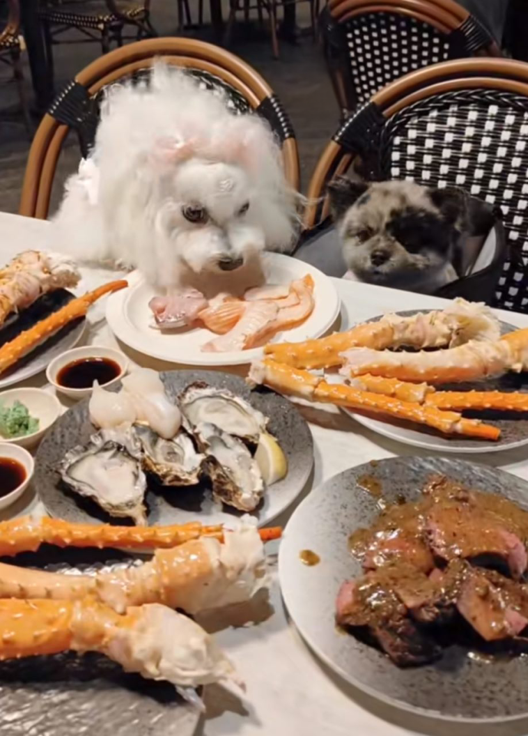 PET-FRIENDLY BUFFET HAS UNLIMITED SEAFOOD & MEAT FOR DOGS AT JUST $12 ...