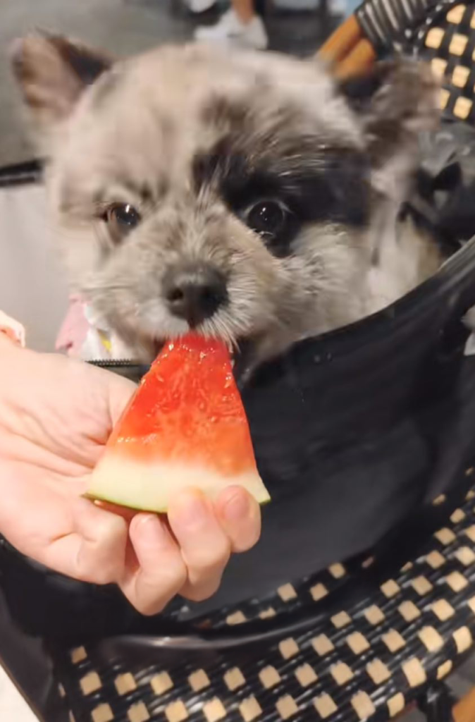 PET-FRIENDLY BUFFET HAS UNLIMITED SEAFOOD & MEAT FOR DOGS AT JUST $12 ...