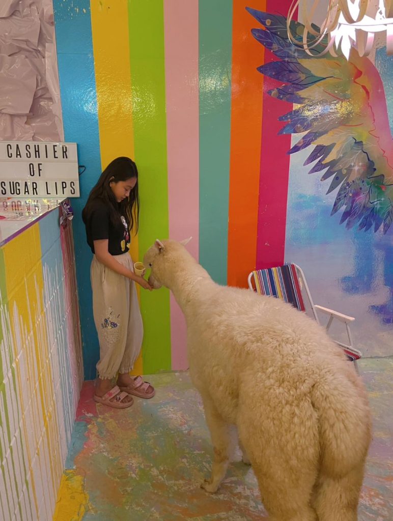 NEW RAINBOW-THEMED ALPACA DESSERT CAFÉ IN JB LETS YOU PET & FEED FLUFFY ...