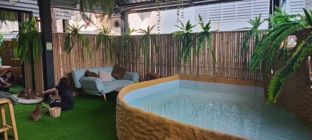 NEW CAPYBARA-THEMED CAFÉ IN BANGKOK HAS FRIENDLY CAPYBARAS & ADORABLE ...
