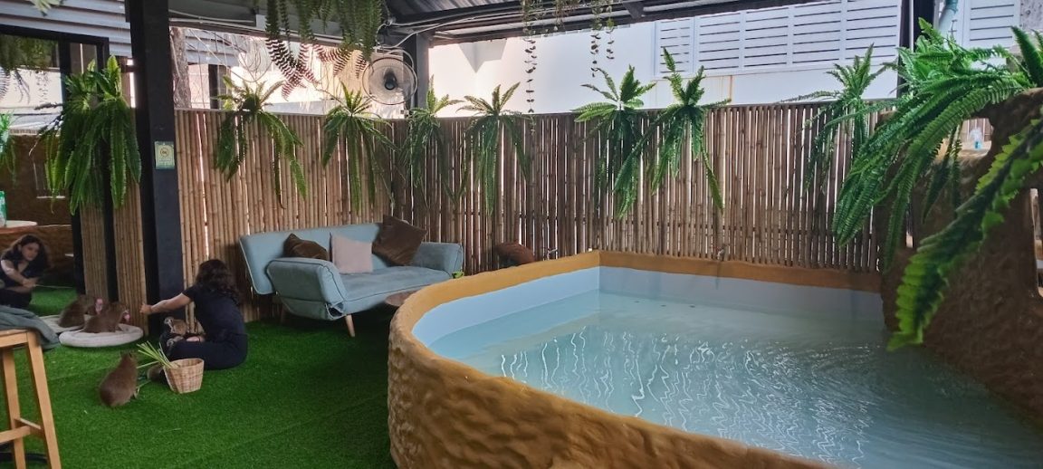 NEW CAPYBARA-THEMED CAFÉ IN BANGKOK HAS FRIENDLY CAPYBARAS & ADORABLE ...