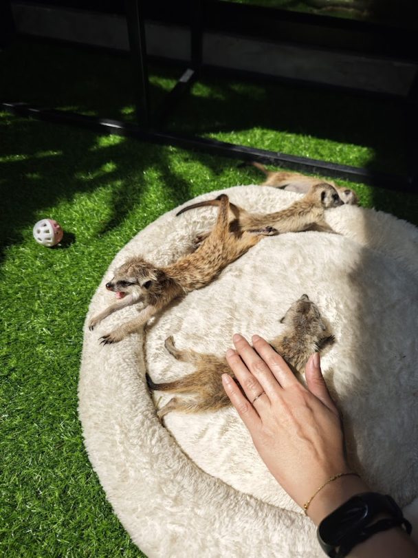 NEW CAPYBARA-THEMED CAFÉ IN BANGKOK HAS FRIENDLY CAPYBARAS & ADORABLE ...