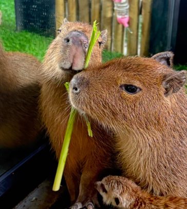 NEW CAPYBARA-THEMED CAFÉ IN BANGKOK HAS FRIENDLY CAPYBARAS & ADORABLE ...