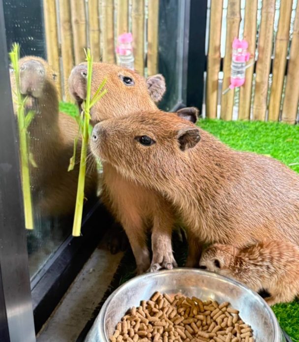 NEW CAPYBARA-THEMED CAFÉ IN BANGKOK HAS FRIENDLY CAPYBARAS & ADORABLE ...