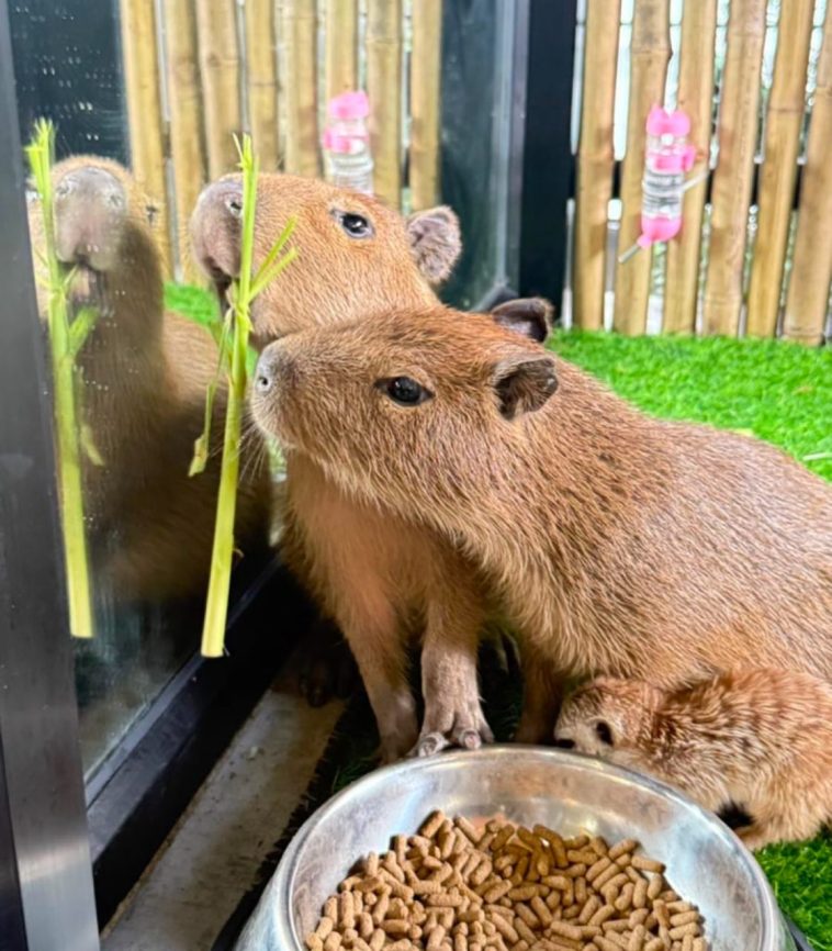 NEW CAPYBARA-THEMED CAFÉ IN BANGKOK HAS FRIENDLY CAPYBARAS & ADORABLE CAPYBARA MERCHANDISE! - Shout