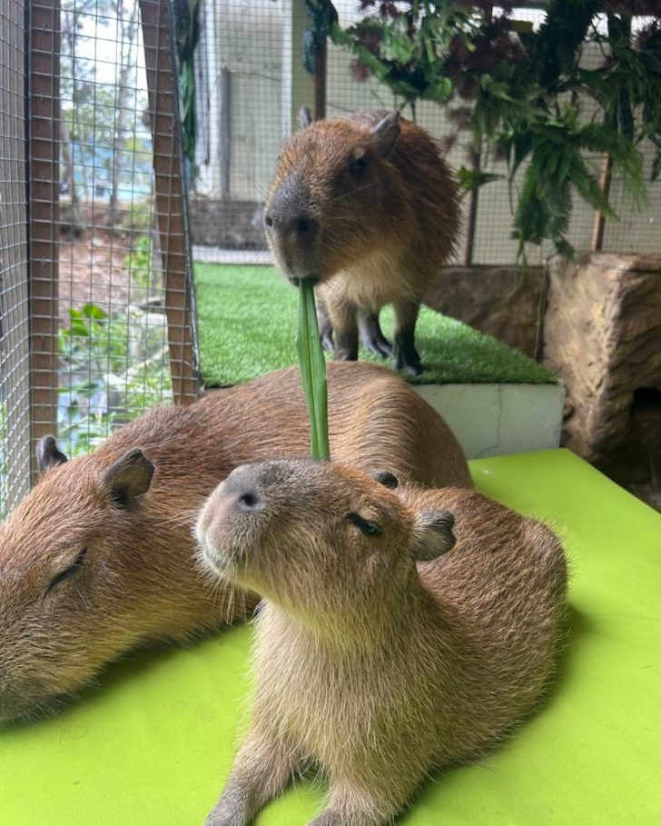 NEW CAPYBARA-THEMED CAFÉ IN BANGKOK HAS FRIENDLY CAPYBARAS & ADORABLE CAPYBARA MERCHANDISE! - Shout