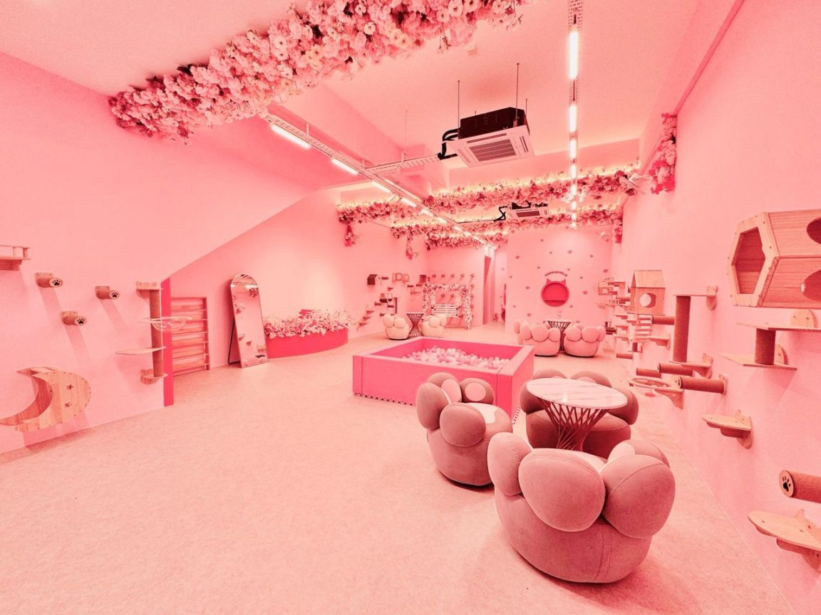 NEW PINK JAPANESE-INSPIRED CAT CAFÉ IN JOHOR BAHRU WITH 40 CATS ...
