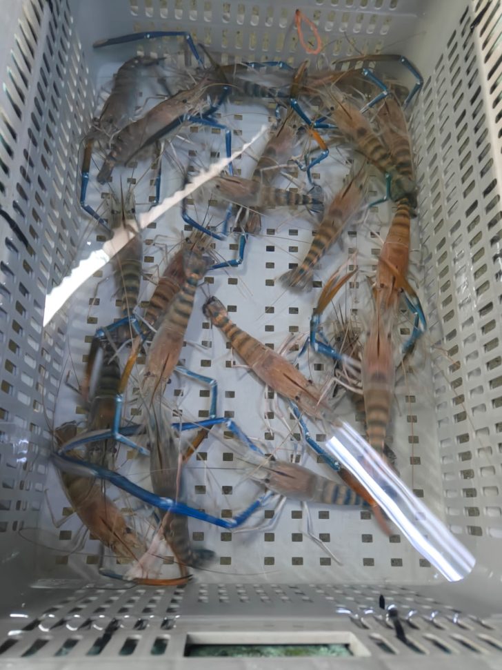 NEW LIVE PRAWNING & FISHING POOL IN SINGAPORE LETS YOU CATCH UNLIMITED ...