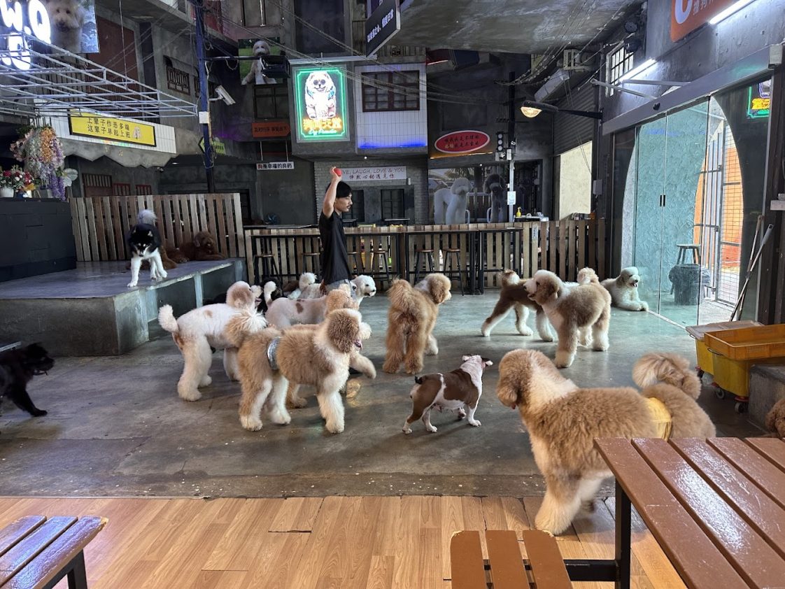 10 ANIMAL & PET CAFÉS TO VISIT IN JB: INCLUDING CAPYBARAS, ALPACAS ...