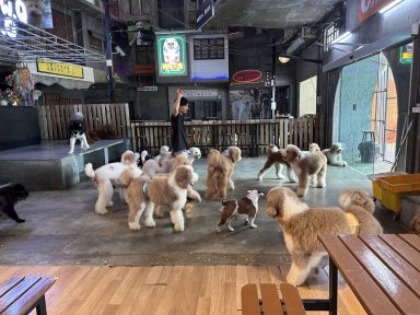 10 ANIMAL & PET CAFÉS TO VISIT IN JB: INCLUDING CAPYBARAS, ALPACAS ...