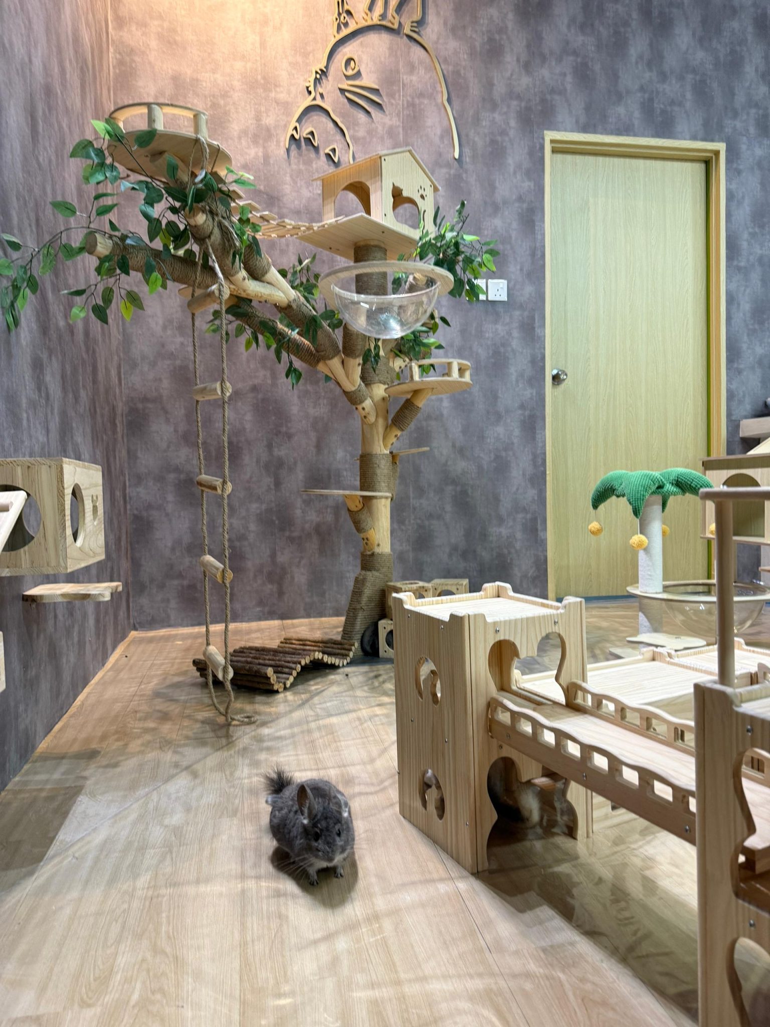 FIRST-EVER CHINCHILLA & BABY KANGAROO CAFÉ IN JOHOR BAHRU WITH FREE ...