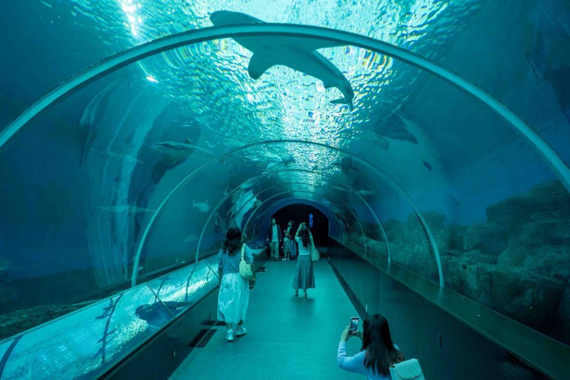 NEW OCEANARIUM OPENS AT SENTOSA ON 24TH JULY 2025: LIFE-SIZED ...