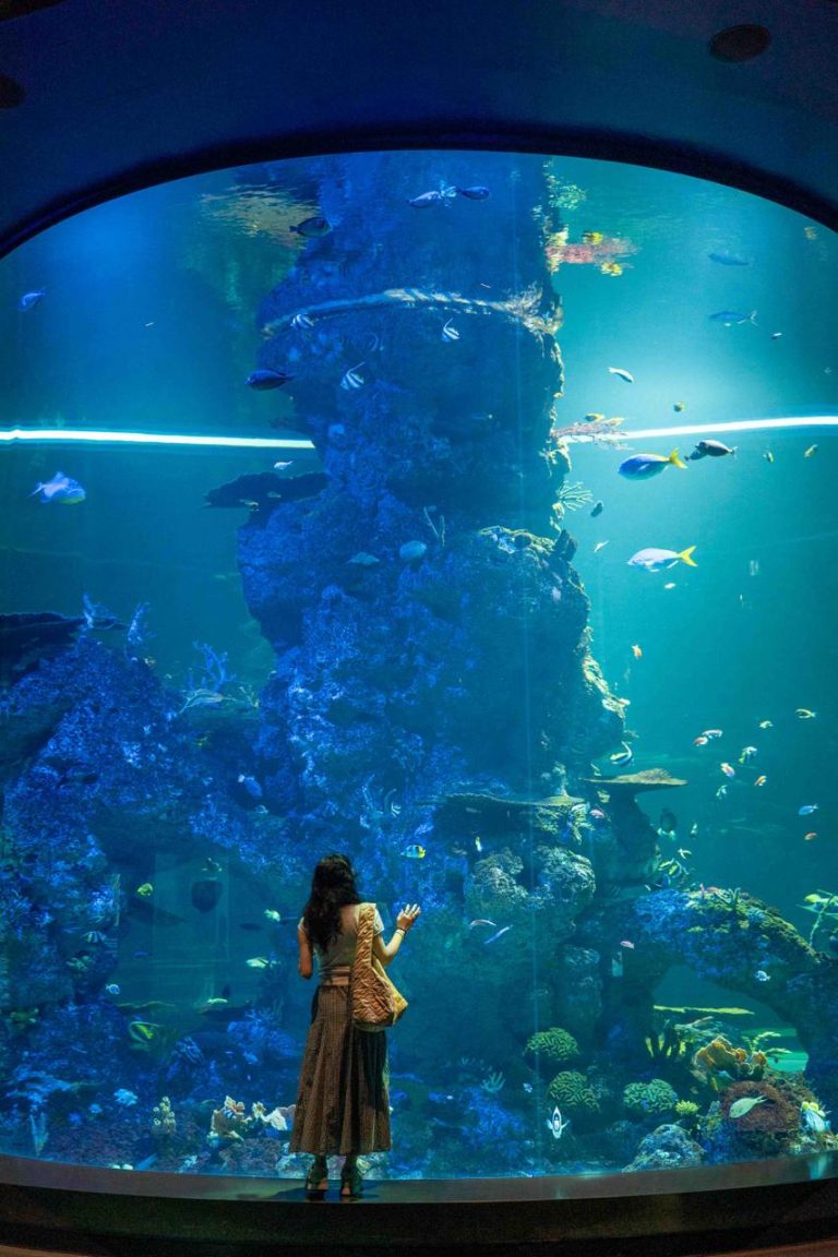 NEW OCEANARIUM OPENS AT SENTOSA ON 24TH JULY 2025: LIFE-SIZED ...