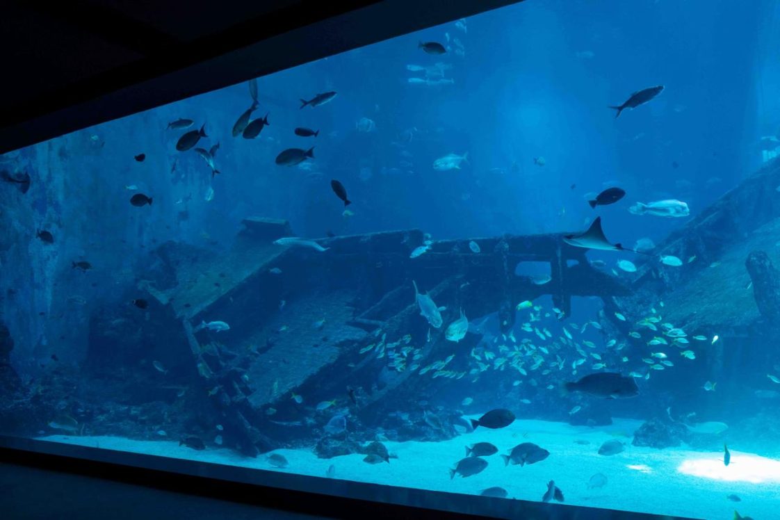NEW OCEANARIUM OPENS AT SENTOSA ON 24TH JULY 2025: LIFE-SIZED ...