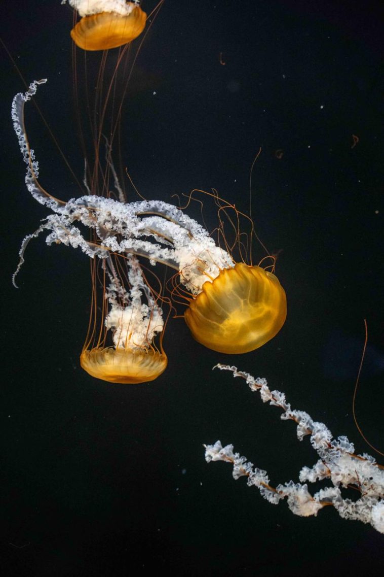 NEW OCEANARIUM OPENS AT SENTOSA ON 24TH JULY 2025: LIFE-SIZED ...