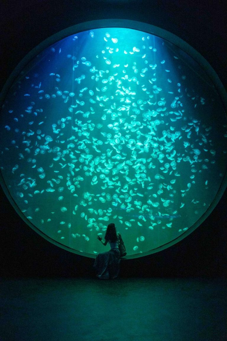 NEW OCEANARIUM OPENS AT SENTOSA ON 24TH JULY 2025: LIFE-SIZED ...