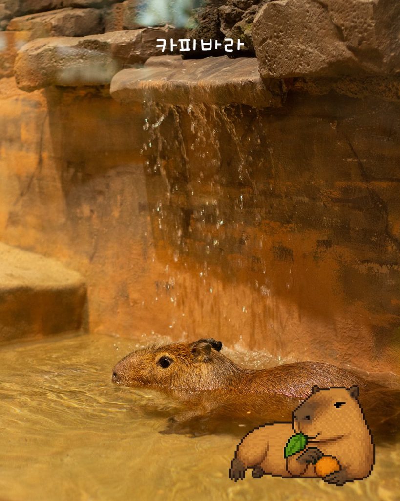 FIRST-EVER CAPYBARA-THEMED ZOO OPENING IN JEJU KOREA WITH HANDS-ON ...