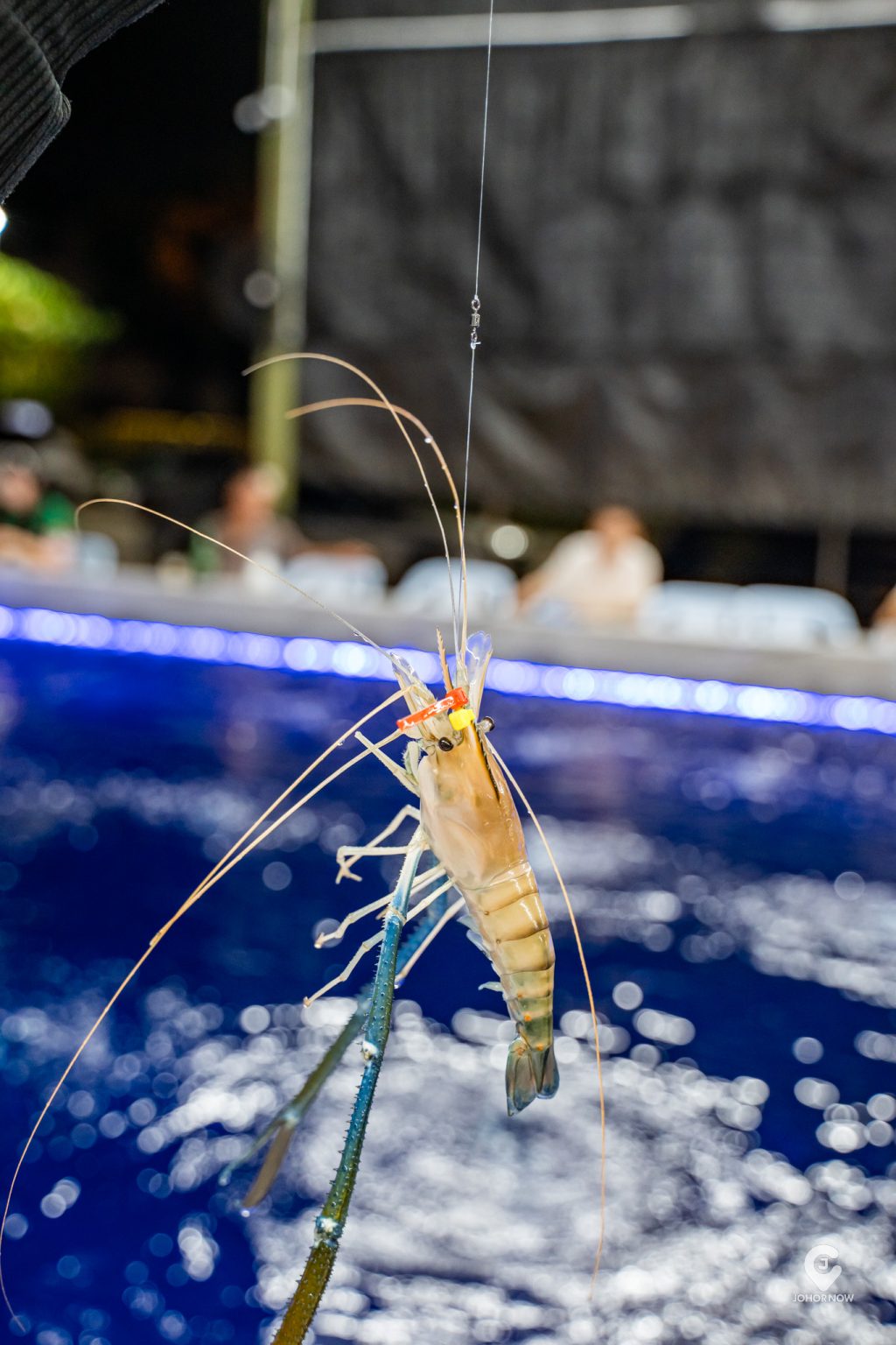 NEW MASSIVE LIVE PRAWNING POOL IN JOHOR BAHRU: CATCH UNLIMITED JUMBO ...