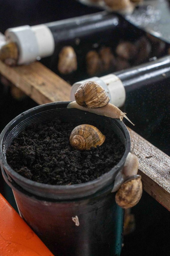 SINGAPORE’S FIRST-EVER INDOOR SNAIL FARM LETS YOU FEED REAL SNAILS ...